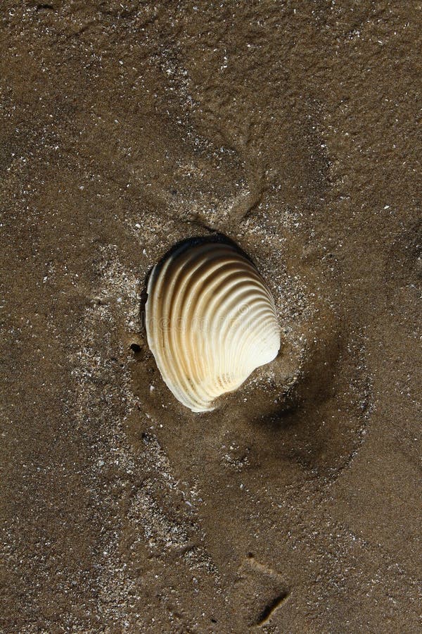 Channeled duck on beach stock image. Image of beachcombing - 64369075
