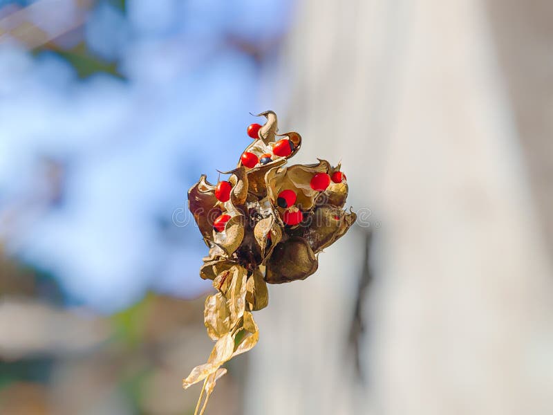 Chanothi leaves fruit stock image. Image of chanothi - 293145903