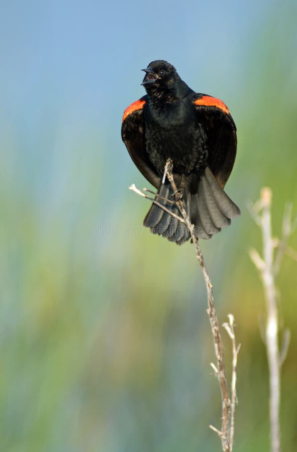 Chant De Merle à Ailes Rouges Image stock - Image du rouge, observation ...