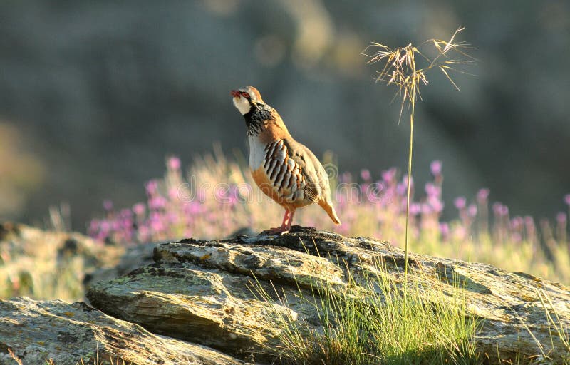 Chant de perdrix image stock. Image du volaille, mâle - 23713965
