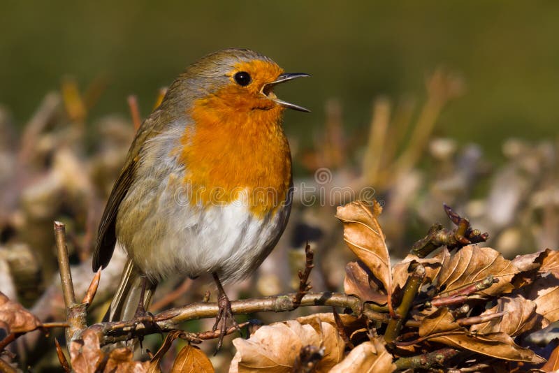 Rouge-gorge chanteur image stock. Image du perché, oiseaux - 23047755