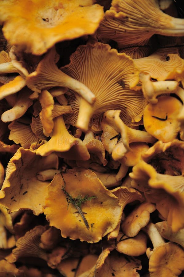 Chantarelle mushrooms. stock photo. Image of edible, food - 43477504