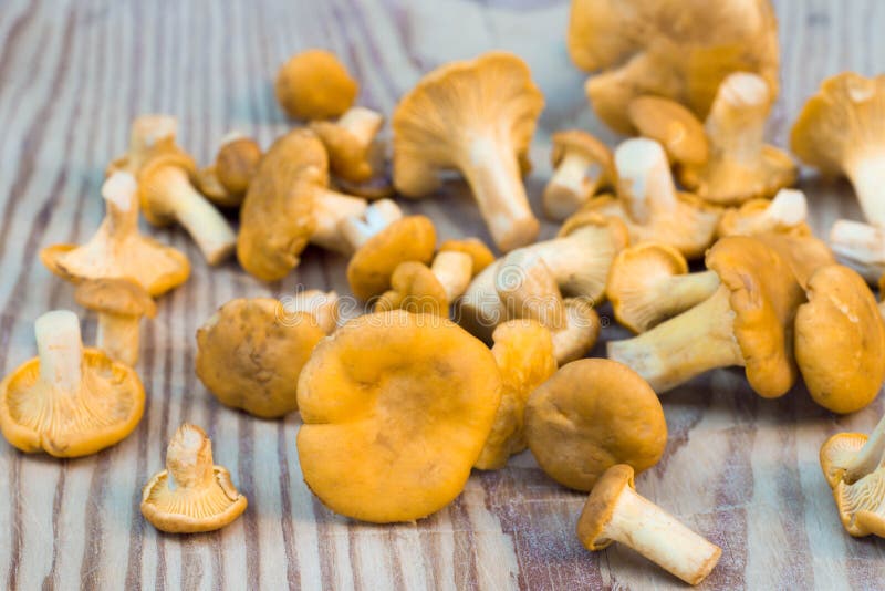 Chantarelle mushrooms stock photo. Image of chantarelles - 97046678