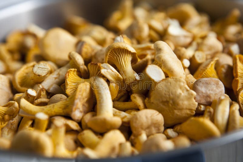Chantarelles stock photo. Image of autumn, gourmet, macro - 10663560