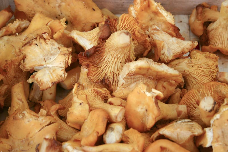 Chantarelles immagine stock. Immagine di imbuto, ammucchiato - 17737975