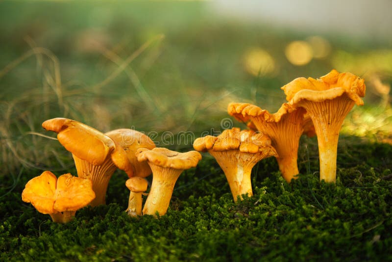 Chanterelle Mushrooms in a Forest. Edible Mushrooms. Stock Image ...