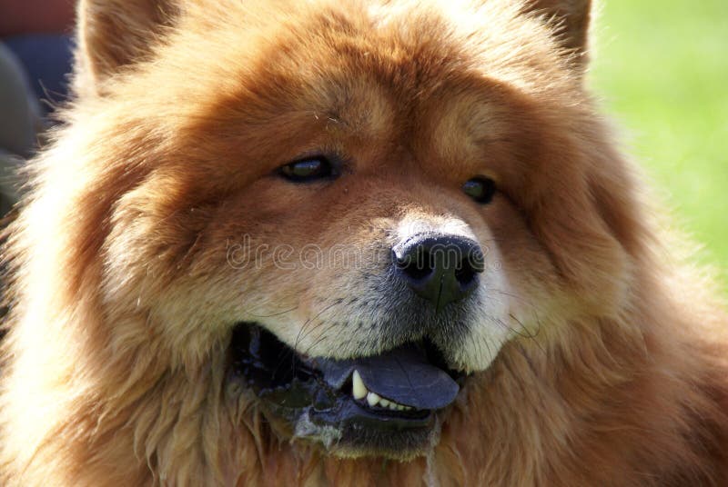 Chao chao stock photo. Image of alsation, chao, female - 7278148