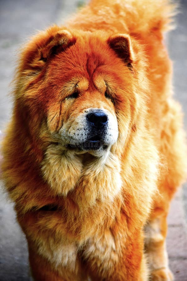 Chao Chao Dog Red Animal Friend Stock Image - Image of friend, animal ...