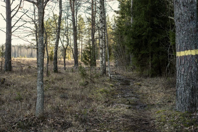 Chaotic Spring Forest Lush with Messy Tree Trunks and Some Foliage ...