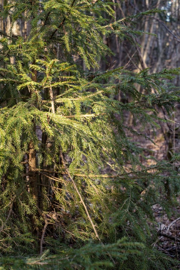 Chaotic Spring Forest Lush with Messy Tree Trunks and Some Foliage ...