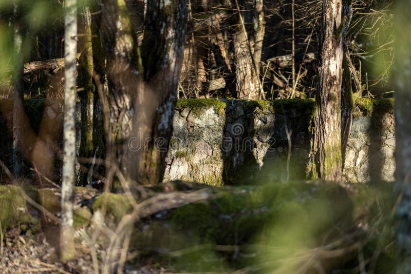 Chaotic Spring Forest Lush with Messy Tree Trunks and Some Foliage ...