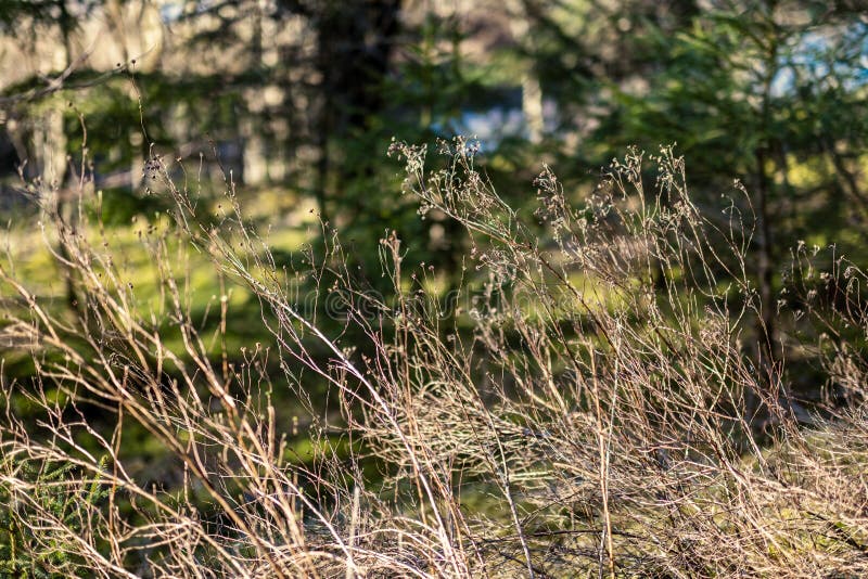 Chaotic Spring Forest Lush with Messy Tree Trunks and Some Foliage ...