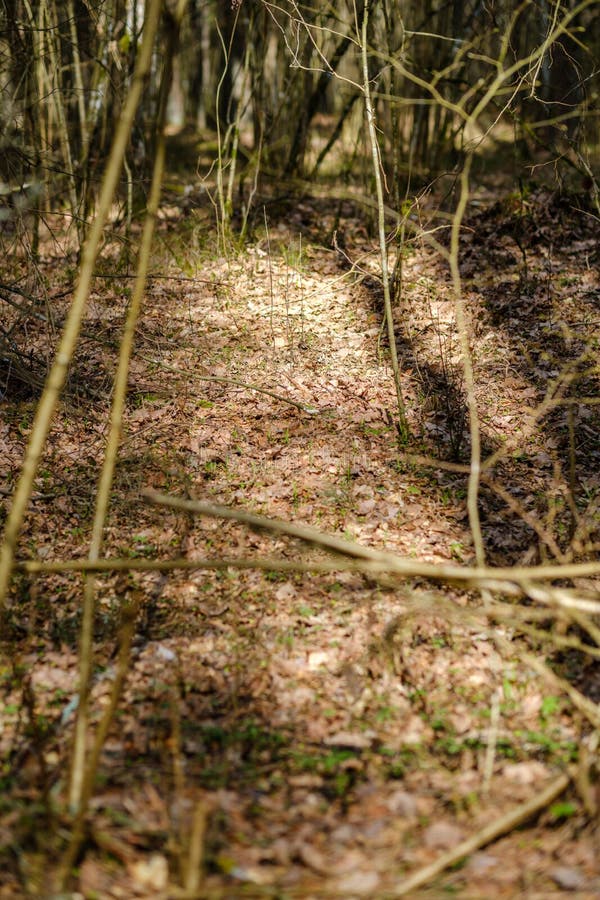 Chaotic Spring Forest Lush with Messy Tree Trunks and Some Foliage ...