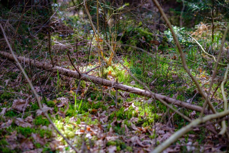 Chaotic Spring Forest Lush with Messy Tree Trunks and Some Foliage ...