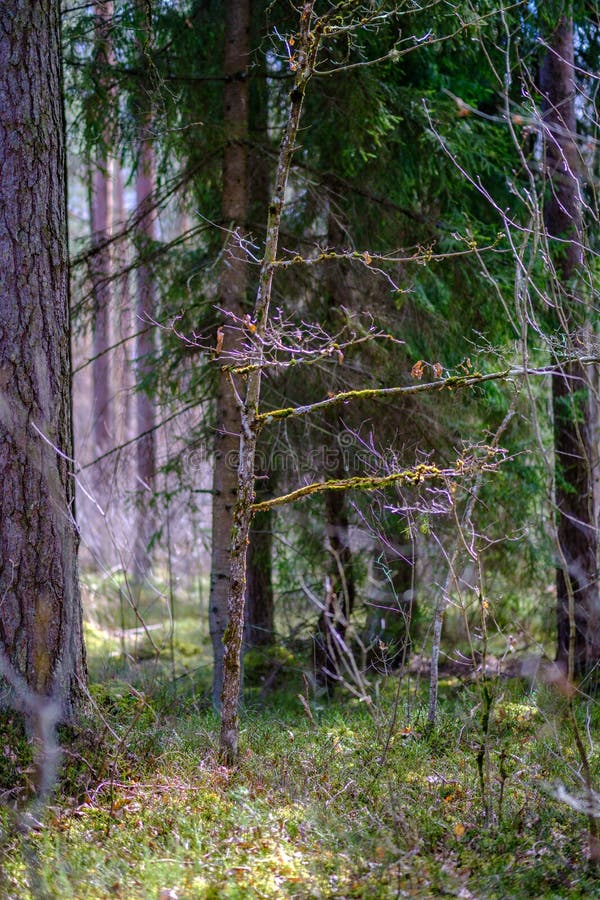 Chaotic Spring Forest Lush with Messy Tree Trunks and Some Foliage ...