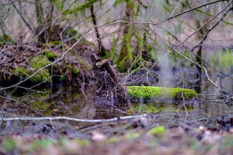 Chaotic Spring Forest Lush with Messy Tree Trunks and Some Foliage ...