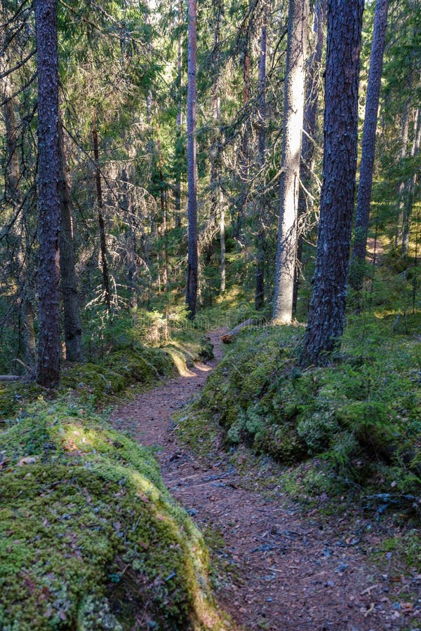Chaotic Spring Forest Lush with Messy Tree Trunks and Some Foliage ...