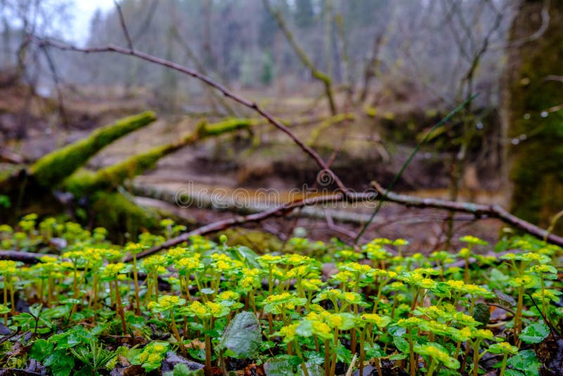 Chaotic Spring Forest Lush with Messy Tree Trunks and Some Foliage ...