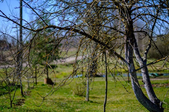 Chaotic Spring Forest Lush with Messy Tree Trunks and Some Foliage ...