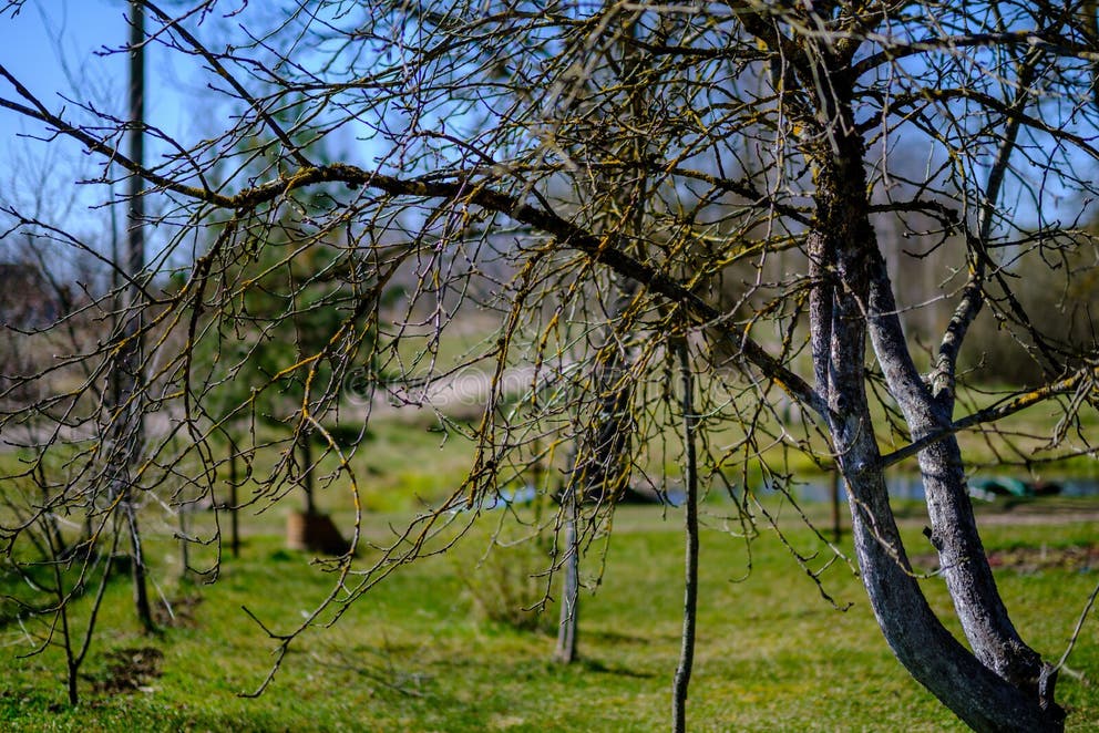 Chaotic Spring Forest Lush with Messy Tree Trunks and Some Foliage ...