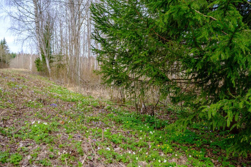 Chaotic Spring Forest Lush with Messy Tree Trunks and Some Foliage ...