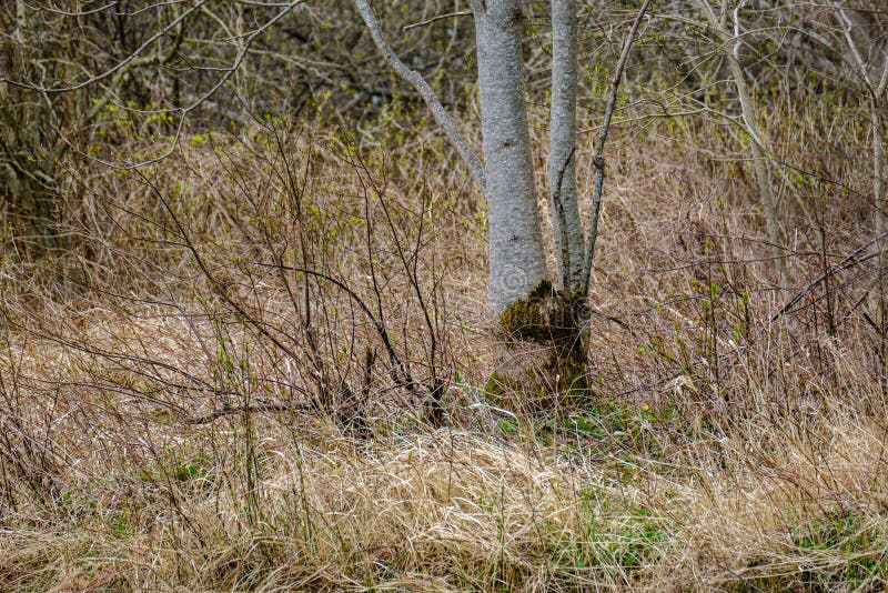 Chaotic Spring Forest Lush with Messy Tree Trunks and Some Foliage ...