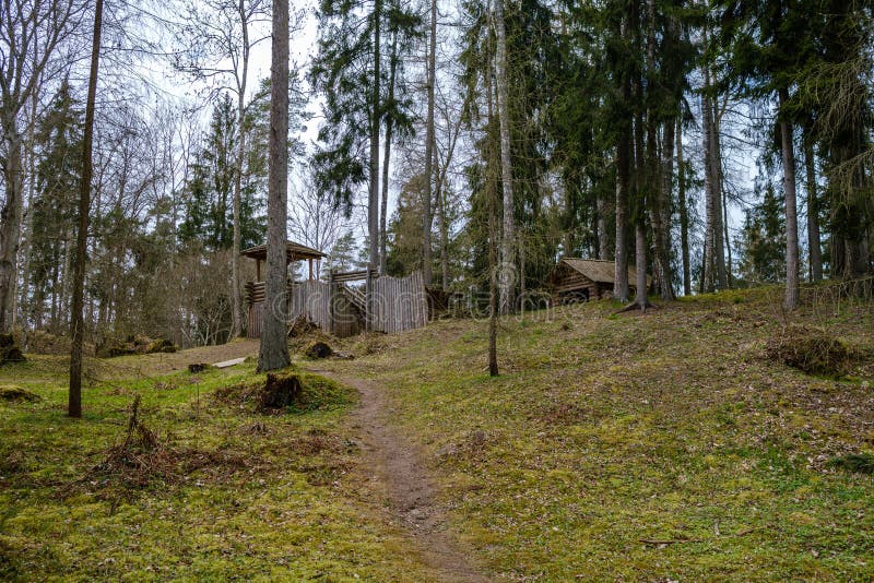 Chaotic Spring Forest Lush with Messy Tree Trunks and Some Foliage ...