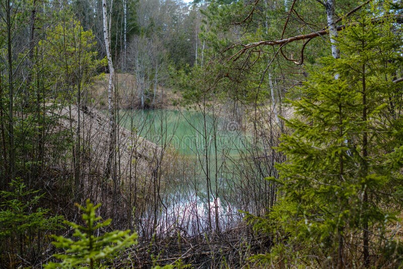 Chaotic Spring Forest Lush with Messy Tree Trunks and Some Foliage ...