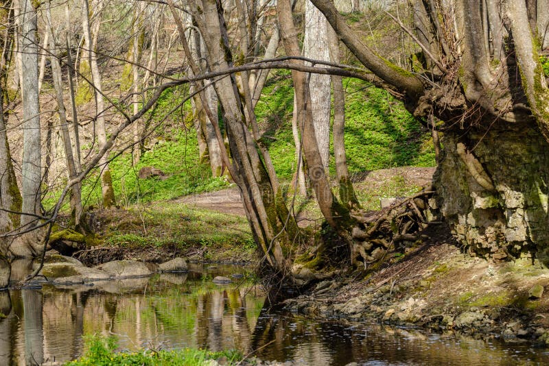 Chaotic Spring Forest Lush with Messy Tree Trunks and Some Foliage ...