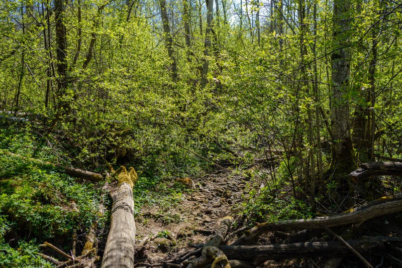 Chaotic Spring Forest Lush with Messy Tree Trunks and Some Foliage ...