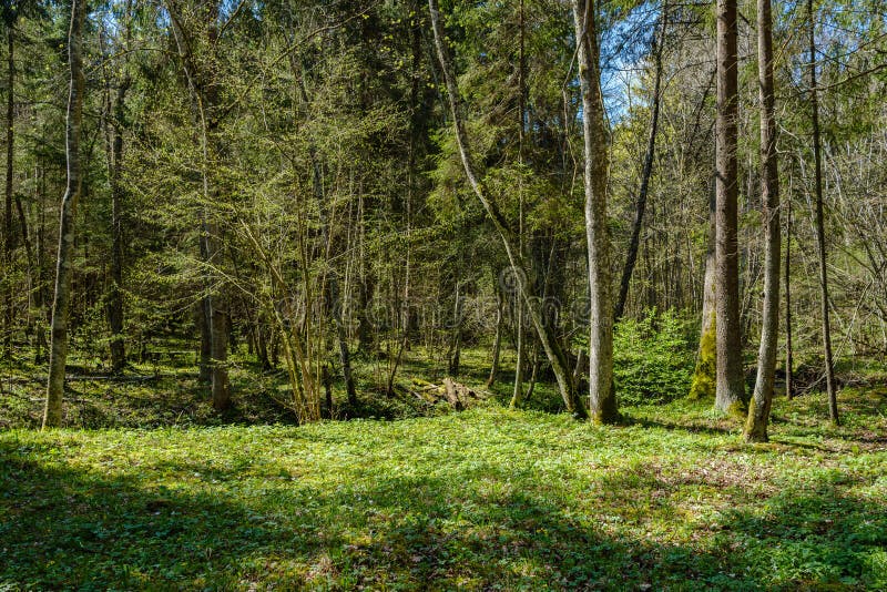 Chaotic Spring Forest Lush with Messy Tree Trunks and Some Foliage ...
