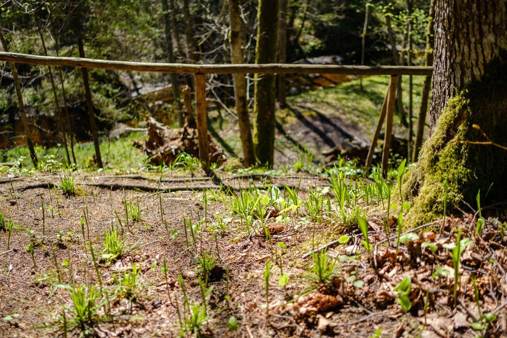 Chaotic Spring Forest Lush with Messy Tree Trunks and Some Foliage ...