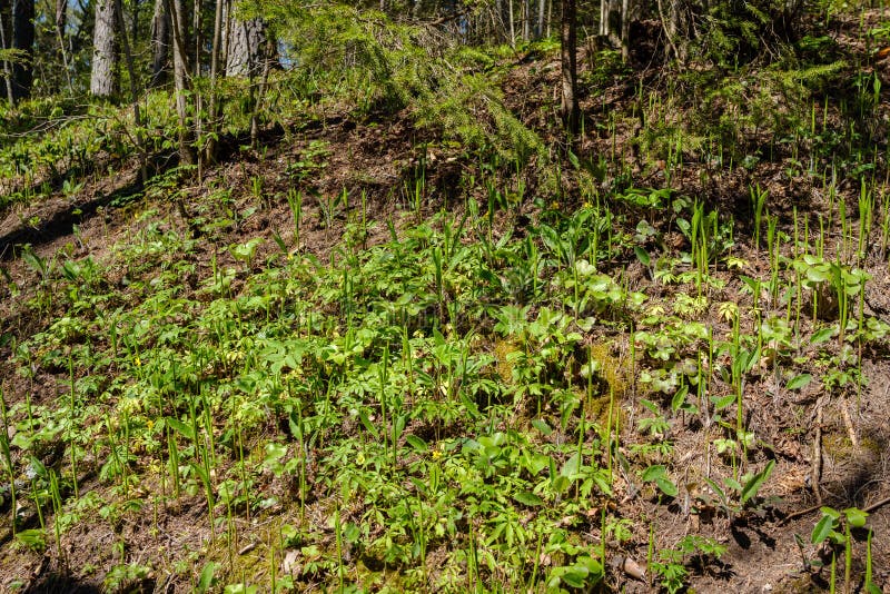 Chaotic Spring Forest Lush with Messy Tree Trunks and Some Foliage ...
