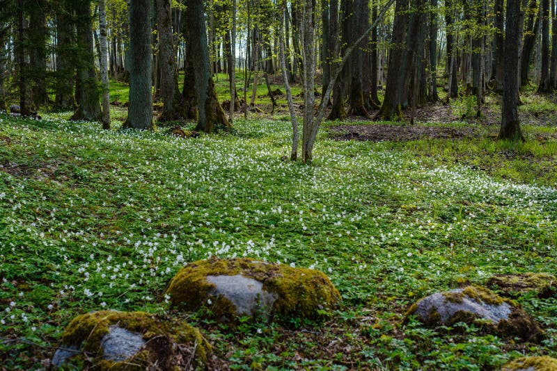 Chaotic Spring Forest Lush with Messy Tree Trunks and Some Foliage ...