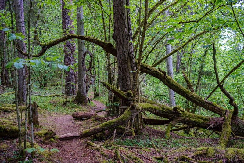 Chaotic Spring Forest Lush with Messy Tree Trunks and Some Foliage ...