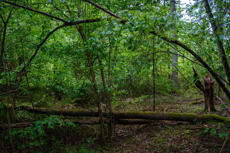 Chaotic Spring Forest Lush with Messy Tree Trunks and Some Foliage ...