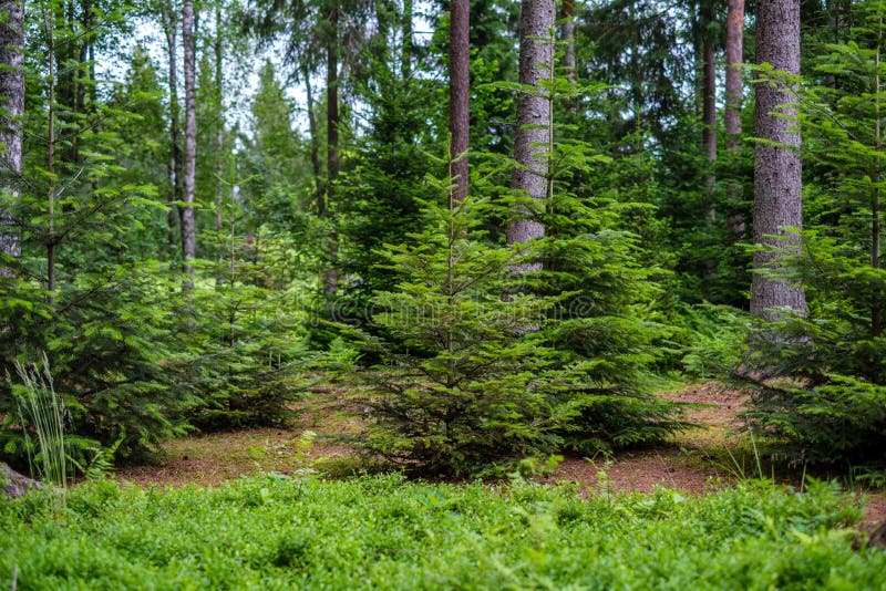 Chaotic Spring Forest Lush with Messy Tree Trunks and Some Foliage ...
