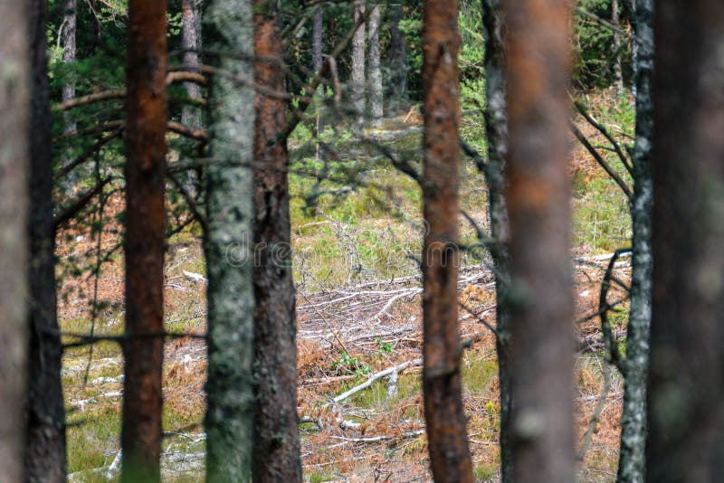 Chaotic Spring Forest Lush with Messy Tree Trunks and Some Foliage ...