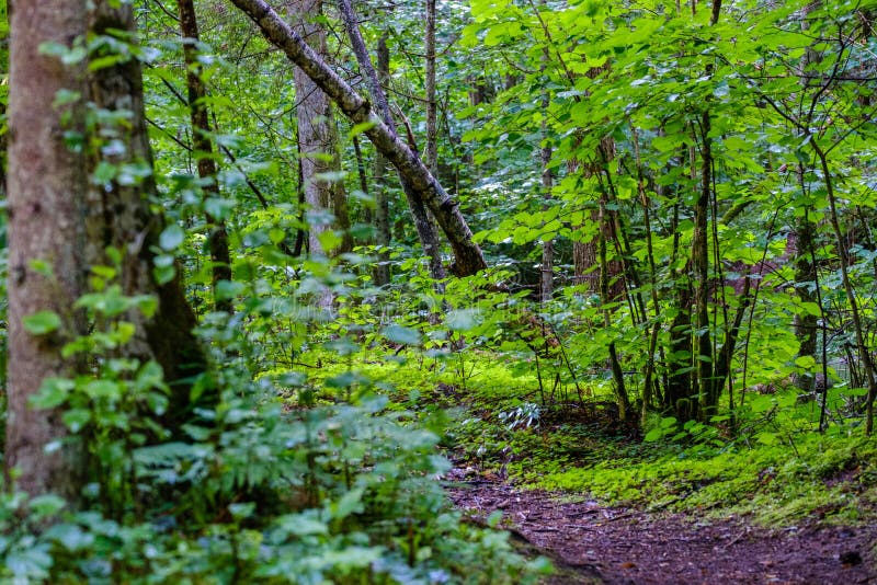 Chaotic Spring Forest Lush with Messy Tree Trunks and Some Foliage ...