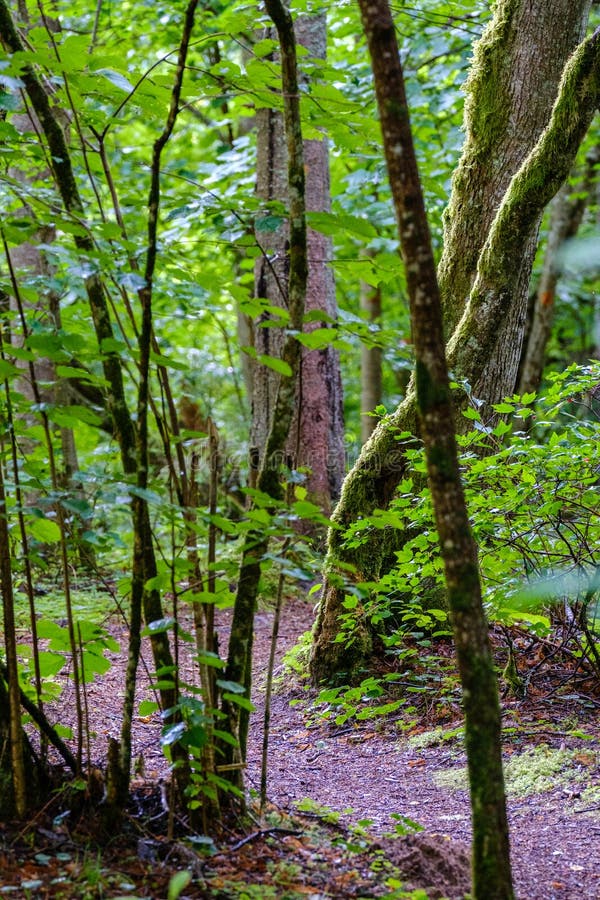Chaotic Spring Forest Lush with Messy Tree Trunks and Some Foliage ...