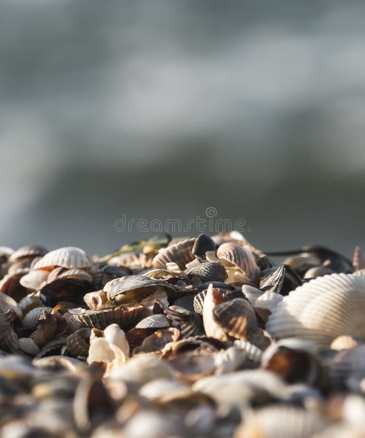Chaotically Abstractly Scattered Shells Lying Shells on the Beach of ...