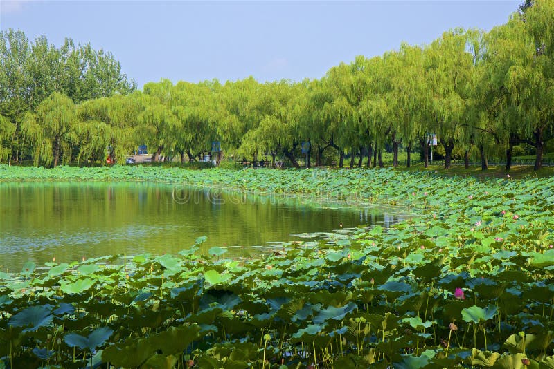 Chaoyang park, Beijing editorial photography. Image of park - 157847237