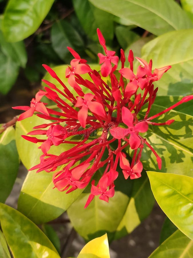 Chapa ful. stock image. Image of colour, size, deep - 169497809