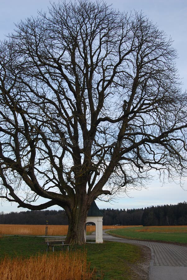 Chapel standing by a tree stock photo. Image of green - 66977898