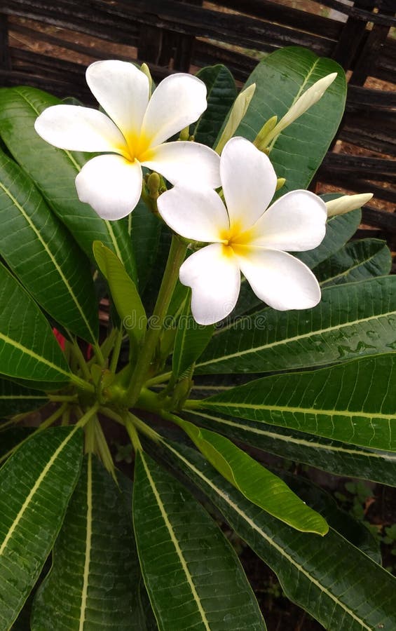 Chapha Stock Photos - Free & Royalty-Free Stock Photos from Dreamstime