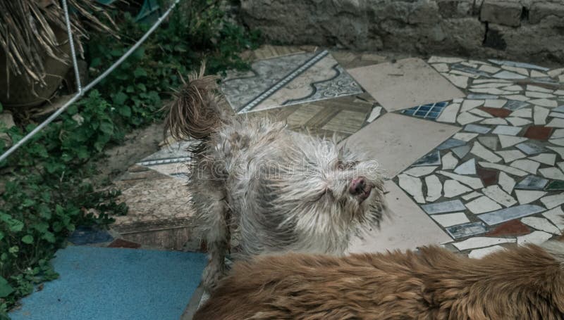 Chapi Breed Dog Shaking Off after Taking a Bath Stock Photo - Image of ...
