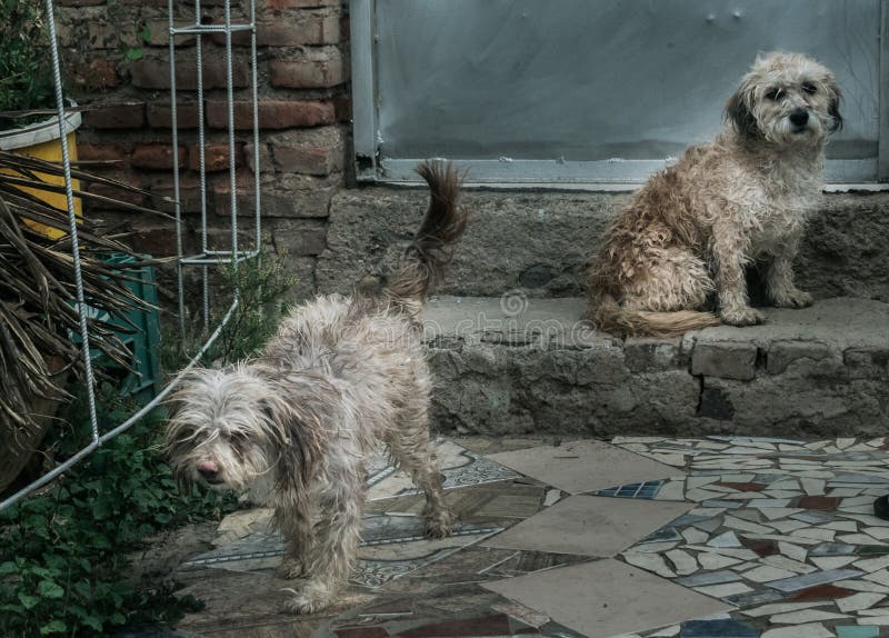Chapi Breed Dog Shaking Off after Taking a Bath Stock Image - Image of ...