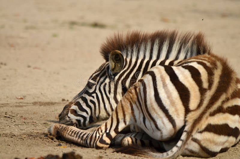 Chapman S Zebra (Equus Quagga Chapmani) Stock Photo - Image of plains ...