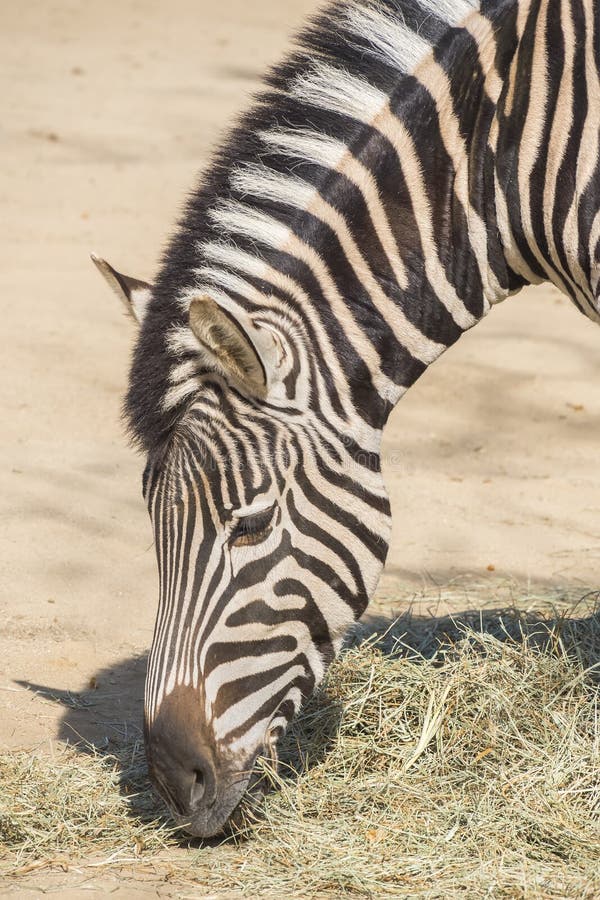 Chapman S Zebra (Equus Quagga Chapmani) Stock Photo - Image of plains ...