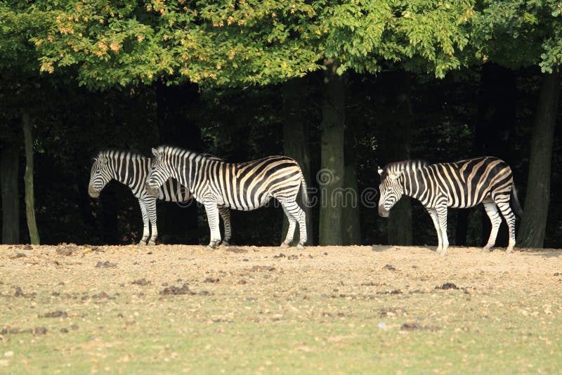 Zebras Under Tree Stock Photos - Free & Royalty-Free Stock Photos from ...